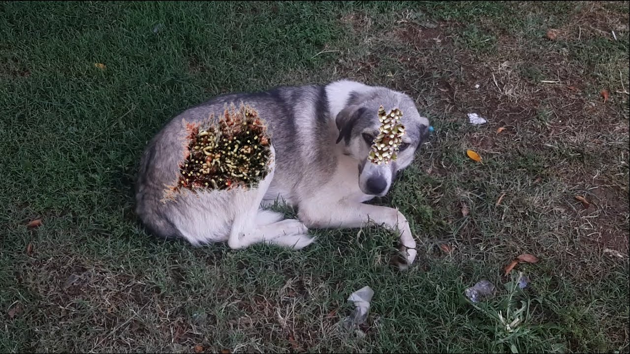 Removing Monster Mango worms From Helpless Dog! Animal Rescue Video ...