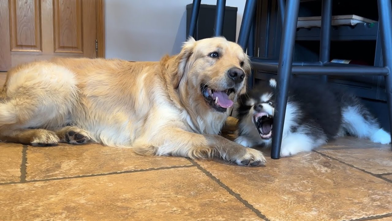 Cuccioli Misti Di Alaskan Malamute Golden Retriever Meticcio Cani In