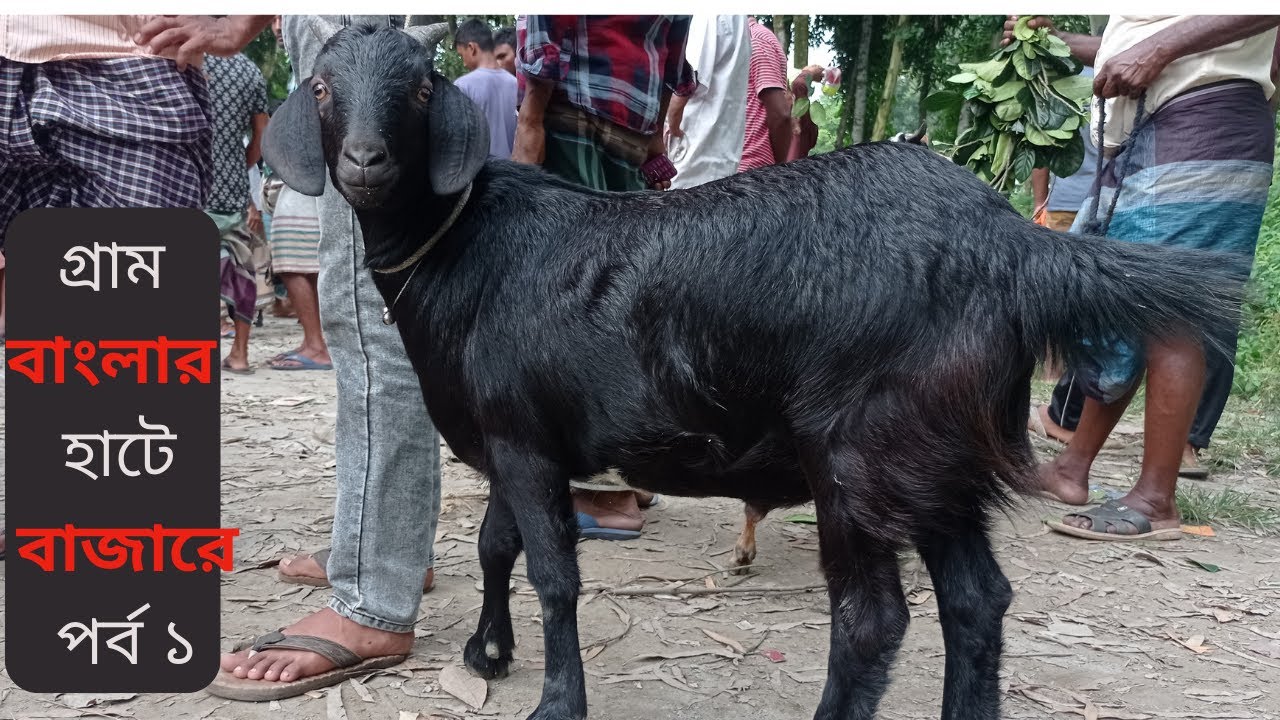 দেউতি হাট পীরগাছা রংপুর | Deuty hat Pirgacha Rangpur | গ্রাম বাংলার ...