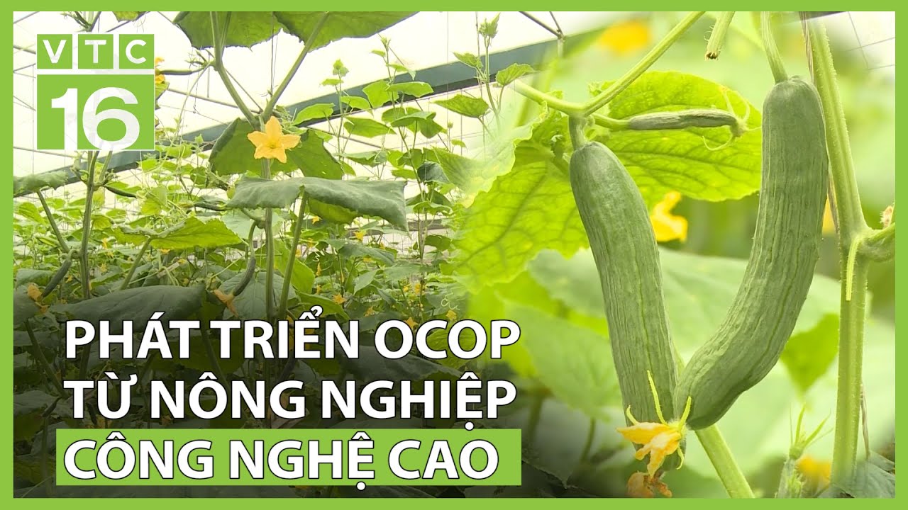 Nông nghiệp công nghệ cao - "đòn bẩy" phát triển OCOP | VTC16 - YouTube