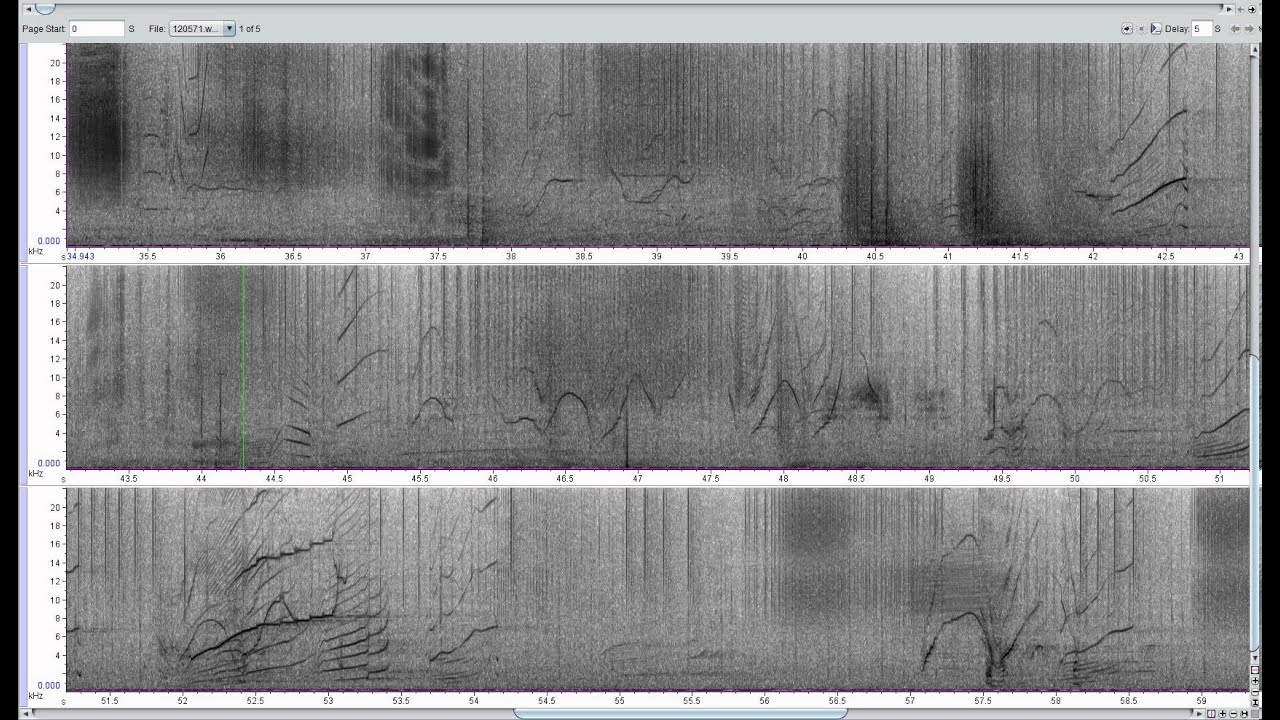 Orca (Killer Whale) vocalizations - YouTube