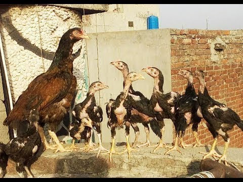 sindhi aseel chicks - YouTube
