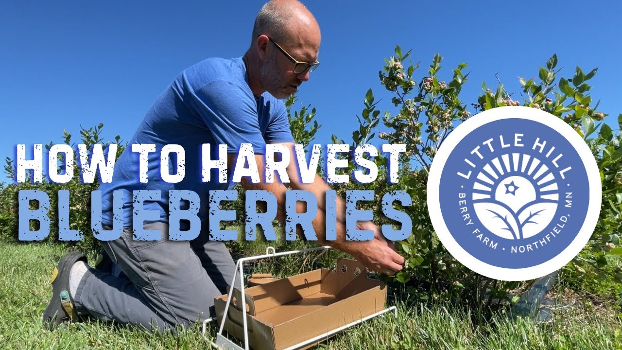 How to Pick Blueberries | Little Hill Berry Farm U-pick Guide - YouTube