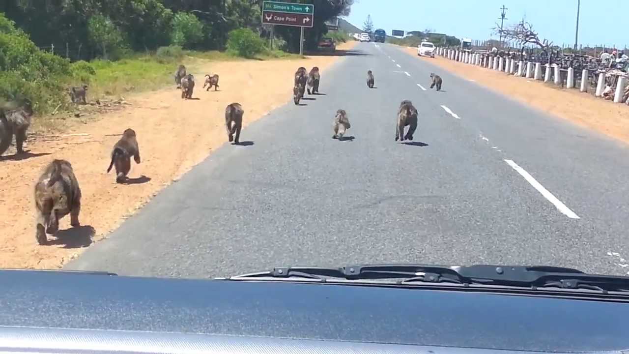 Baboons during Cape Town Tour - YouTube