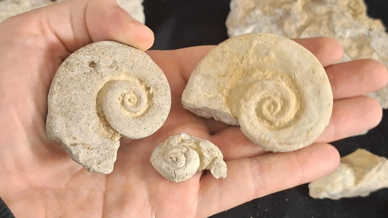 Finding Large Fossils! | Gastropods and More! | Ontario Rockhounding ...