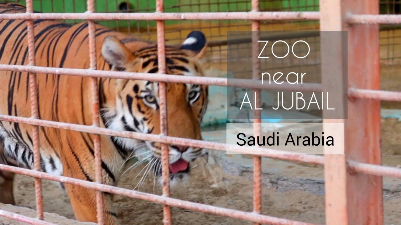 Zoo near Jubail ( Qatif , sihat) Expy Saudi Arabia #zoovideo - YouTube