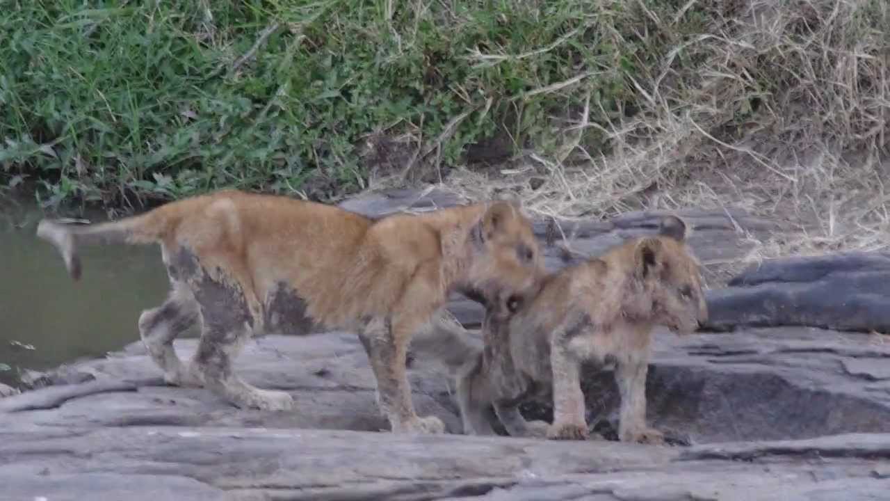 Mange infested lion cubs playing - YouTube