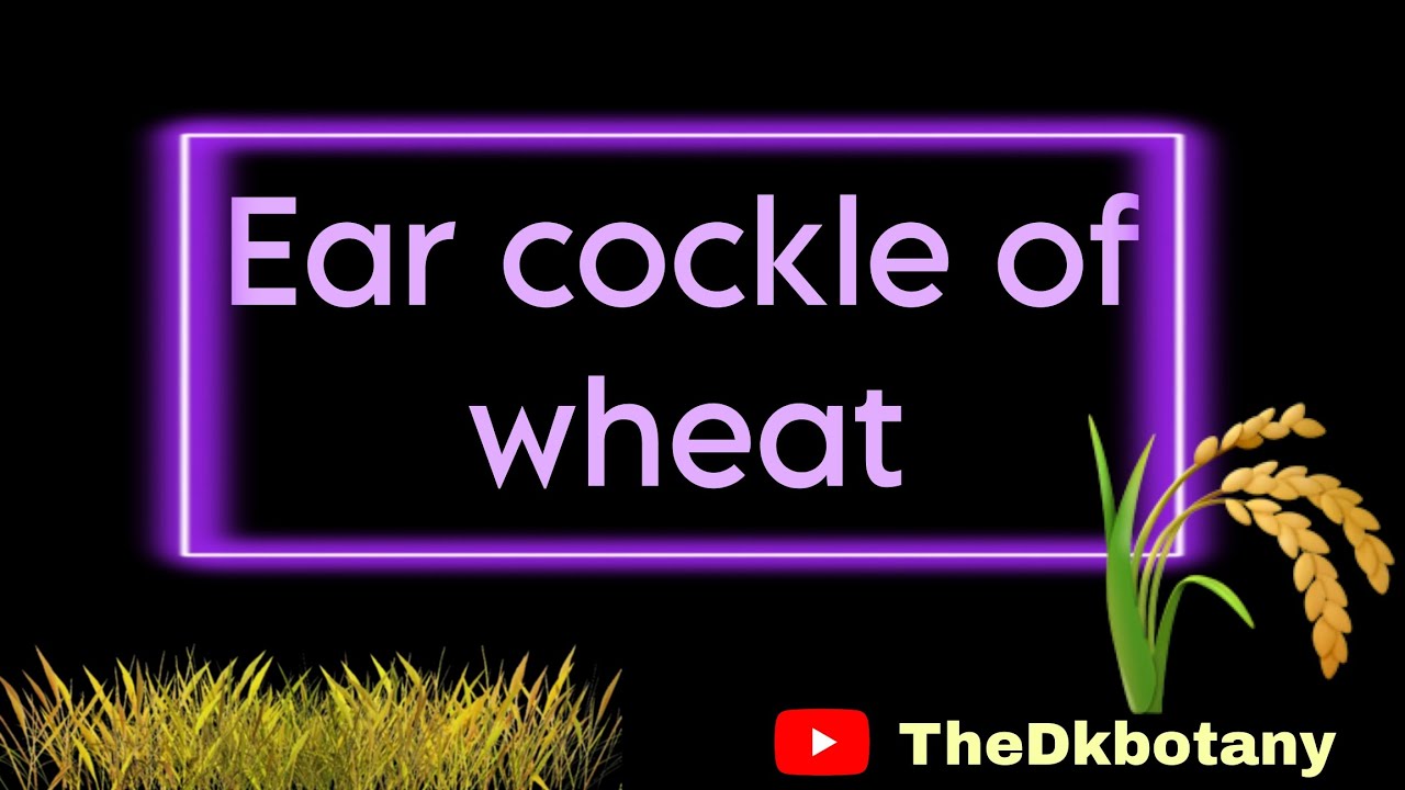 Ear cockle of wheat l plant disease l M.sc botany l Bsc biology l # ...
