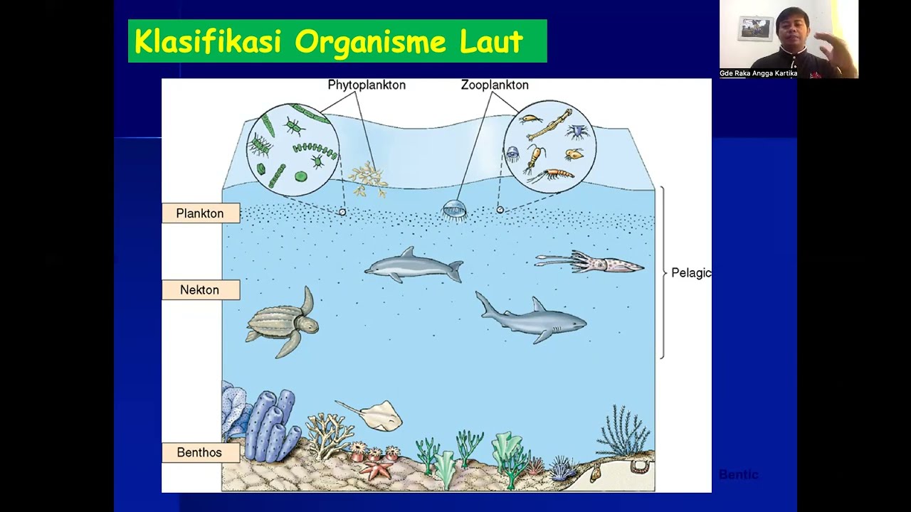 Plankton dan Ruang Lingkup Planktonologi - YouTube