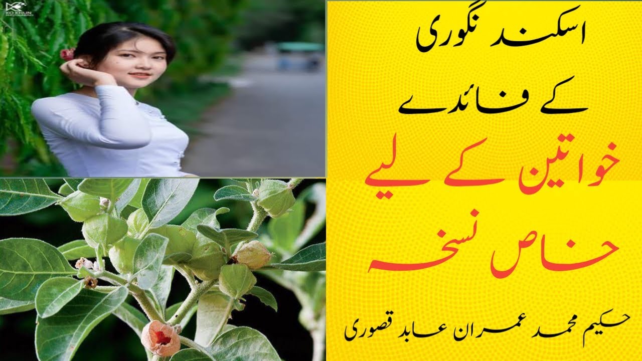 Asgand Nagori ke Fayde in Urdu | Ashwagandha Benefits for Human. - YouTube