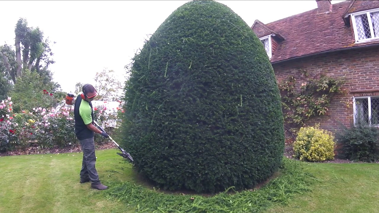How To Cut Back A Yew Bush At Maria Baum Blog