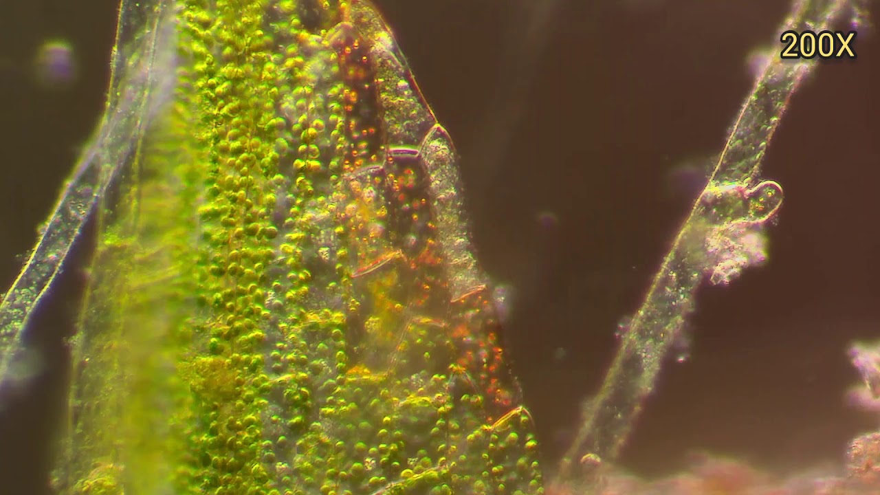 Chloroplasts under the microscope - YouTube