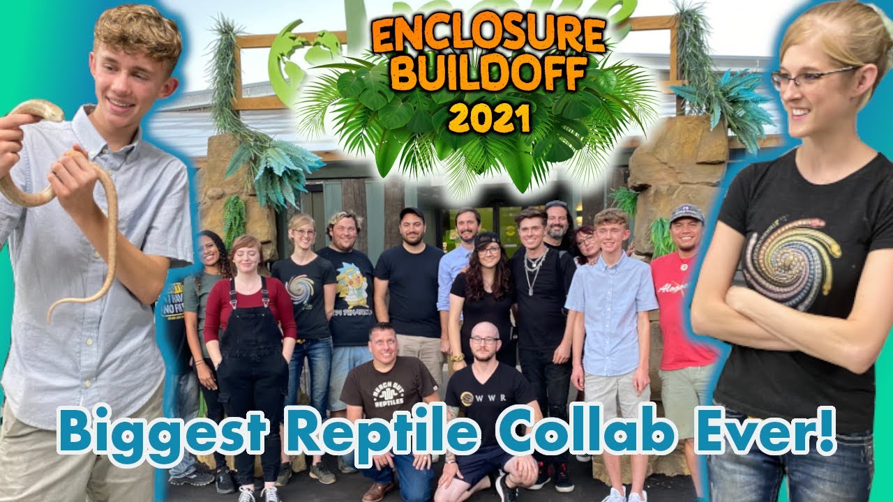 Snake Discovery Enclosure Build-Off: Creating Enclosures with the Best ...