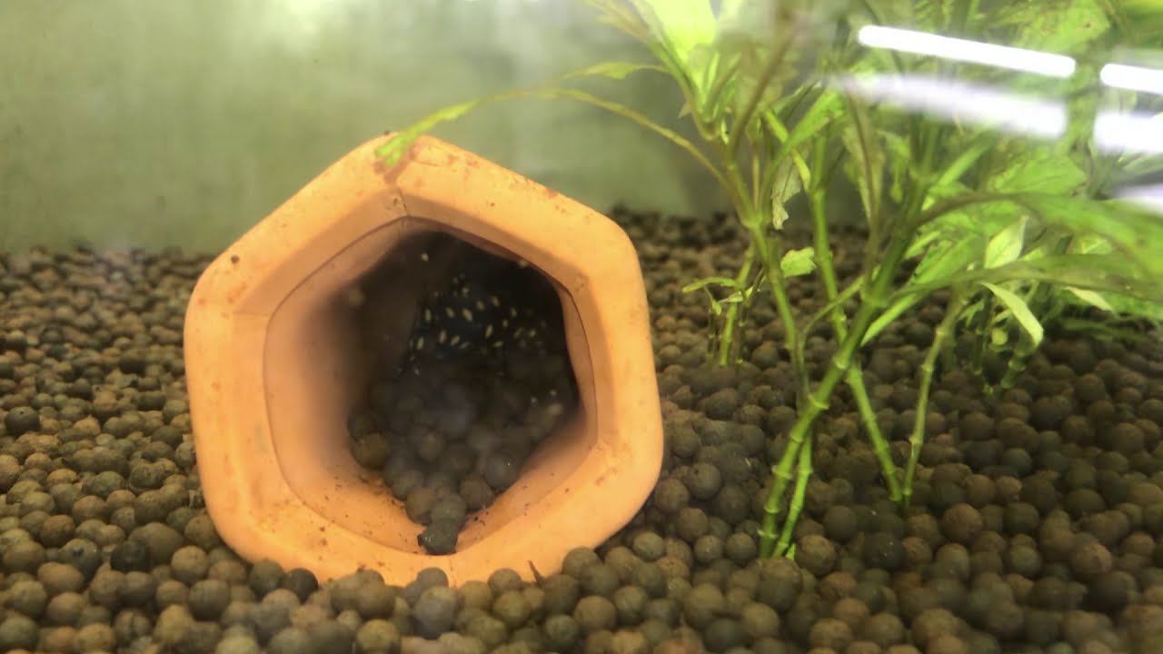 L471 Hypancistrus Sp. Dwarf snowball pleco update and surprise baby ...