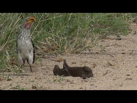 Ölü Taklidi Yapan Firavun Faresi