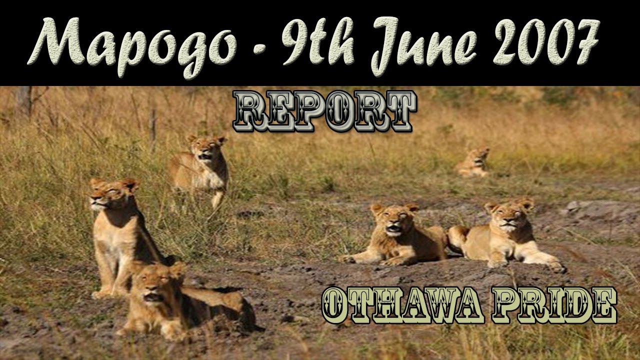 Mapogo Lions - Othawa Pride returns to Western sector - YouTube