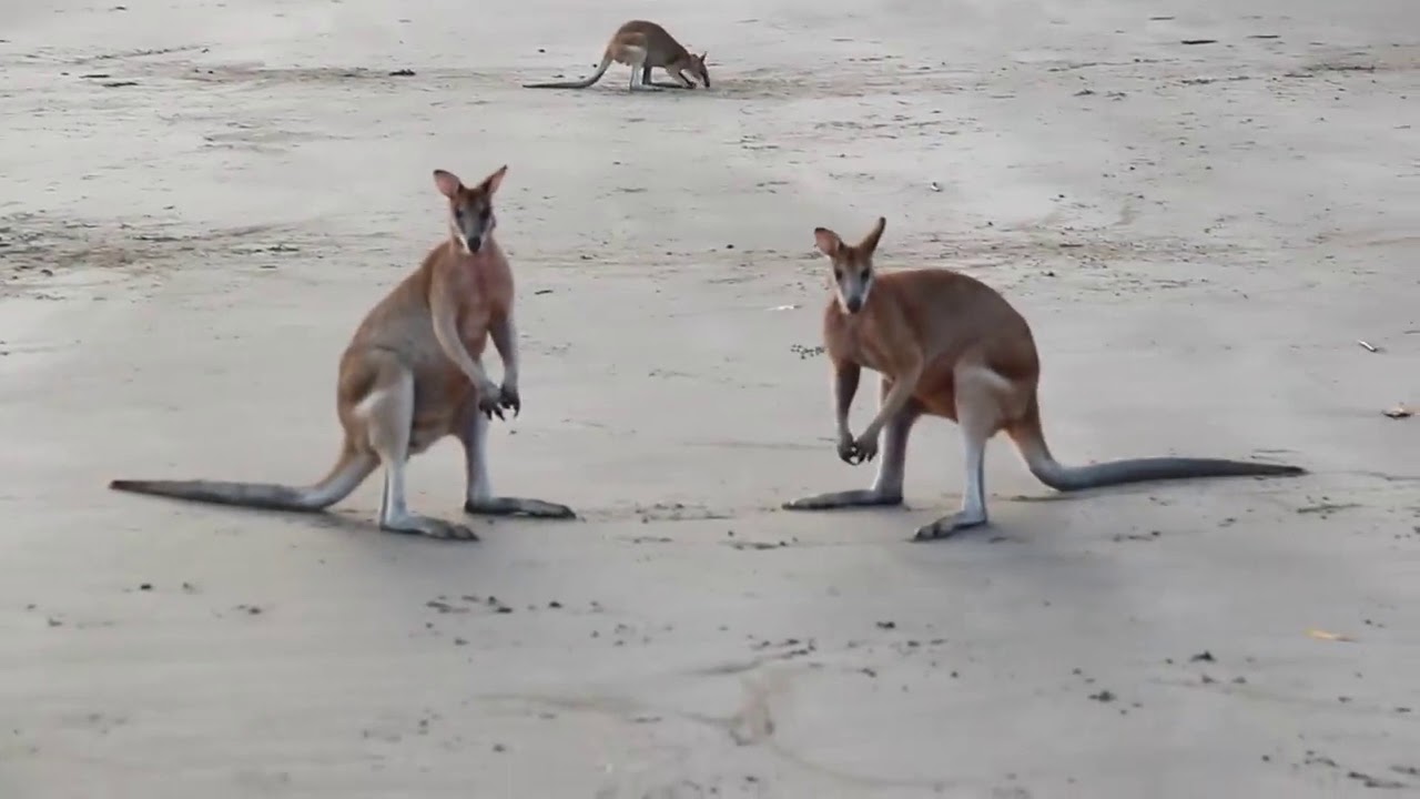 Wallaby Fight on the beach of Cape Hillsborough PERFECT FİGHT - YouTube
