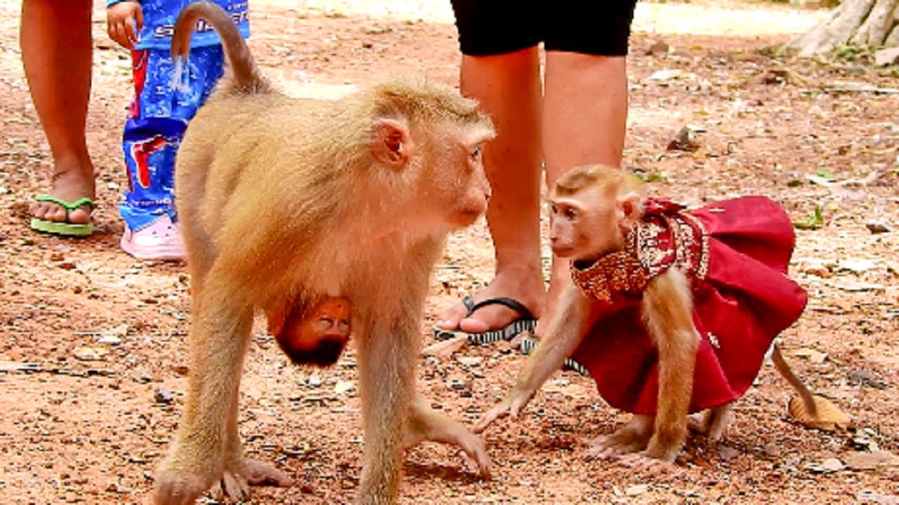 Wow ! YaYa Monkey See Rex & Rose So Happy,YaYa Playing So Fun With ...