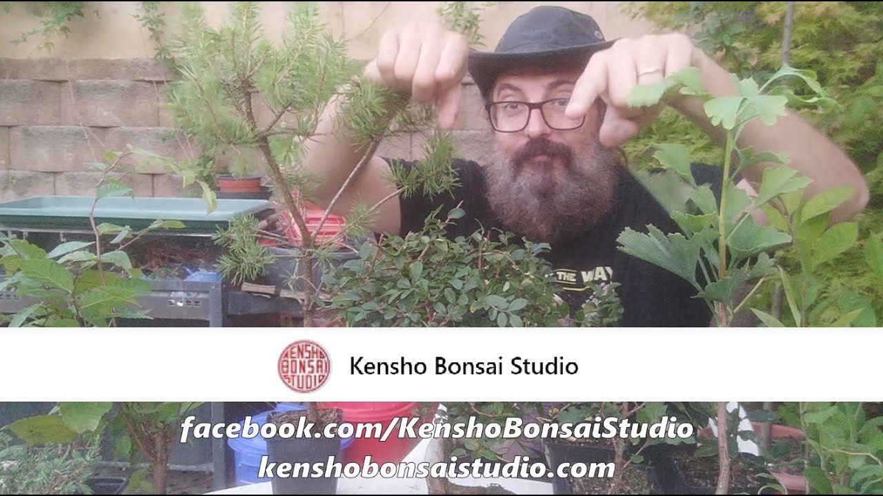 UNBOXING llega mi pedido de Kensho Bonsai Studio - Excelente ...