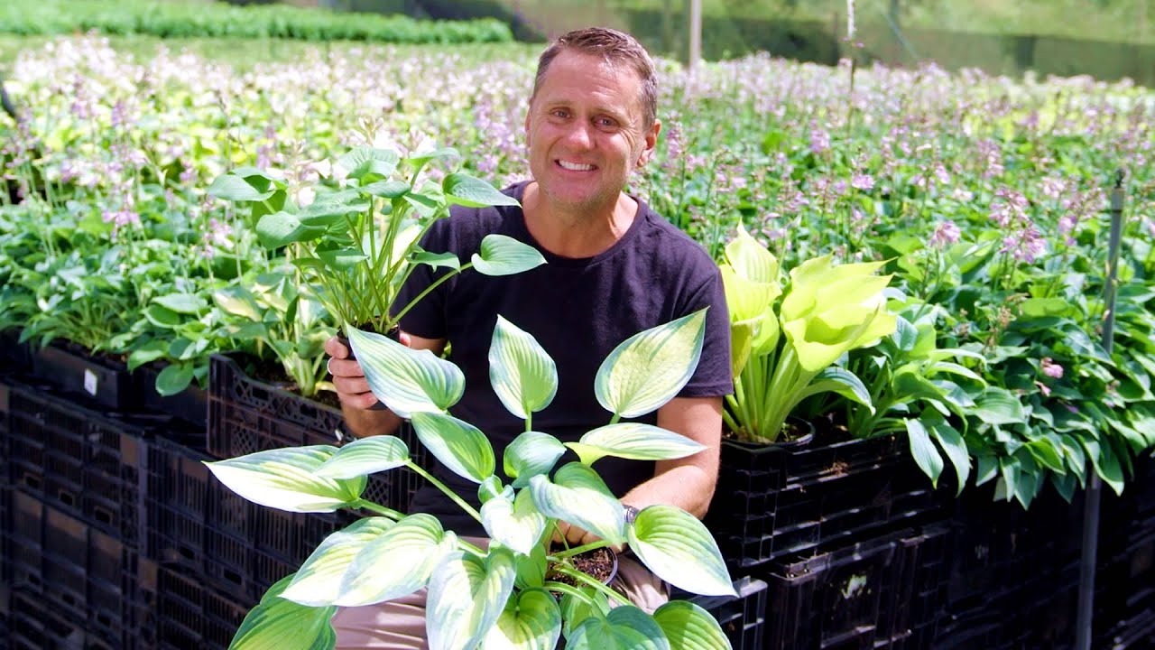 The Garden Gurus - Garden Express Plant for the Week Hostas Plant Deal ...