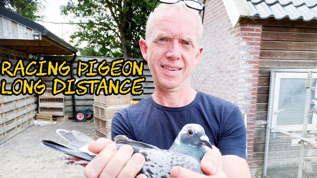 racing pigeon long distance auction : jelle jellema top3 pigeon ...