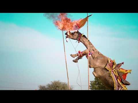 Watch This Insane Camel Race... You Won't Believe What Happens Next ...