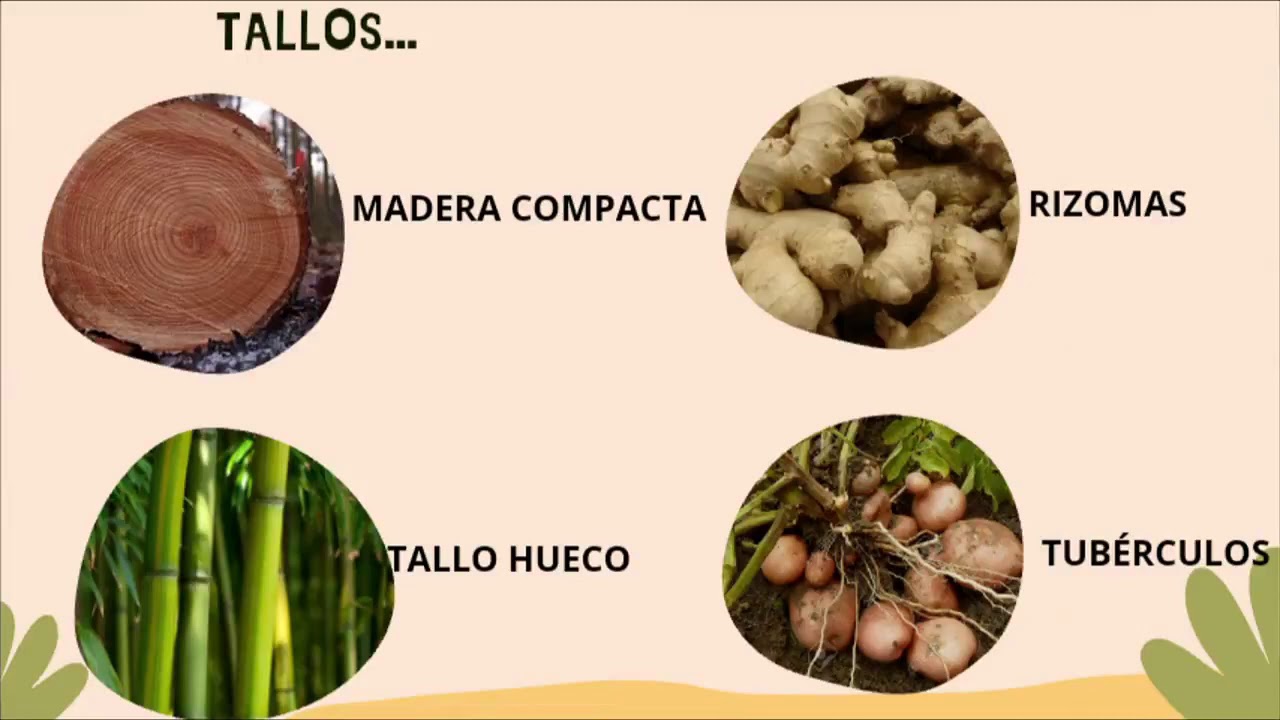 LAS PLANTAS: hojas, tallo, raíces, flores, frutos-Nivel Primario - YouTube