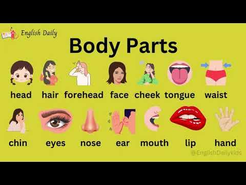 Body parts Vocabulary / English Daily / listen and practice - YouTube