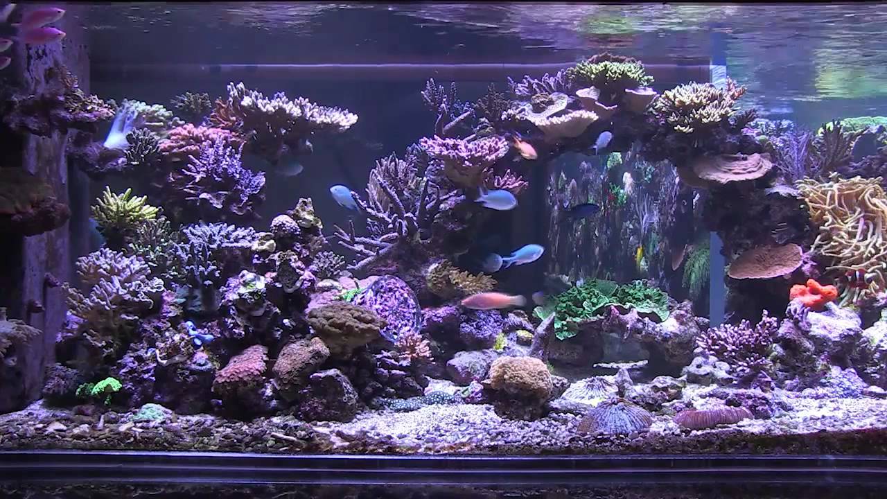 Peter's Fish Tank - Episode 3.5 - Eye Candy - YouTube