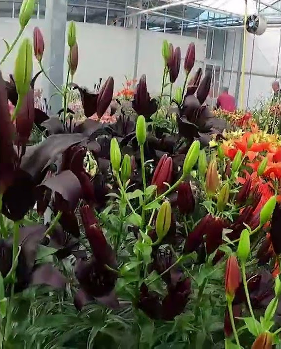 Czarna Lilia Azjatycka AT 🌃 Lilium 'Nightrider' 🖤🪴 Zobacz jak wygląda 🌱 ...