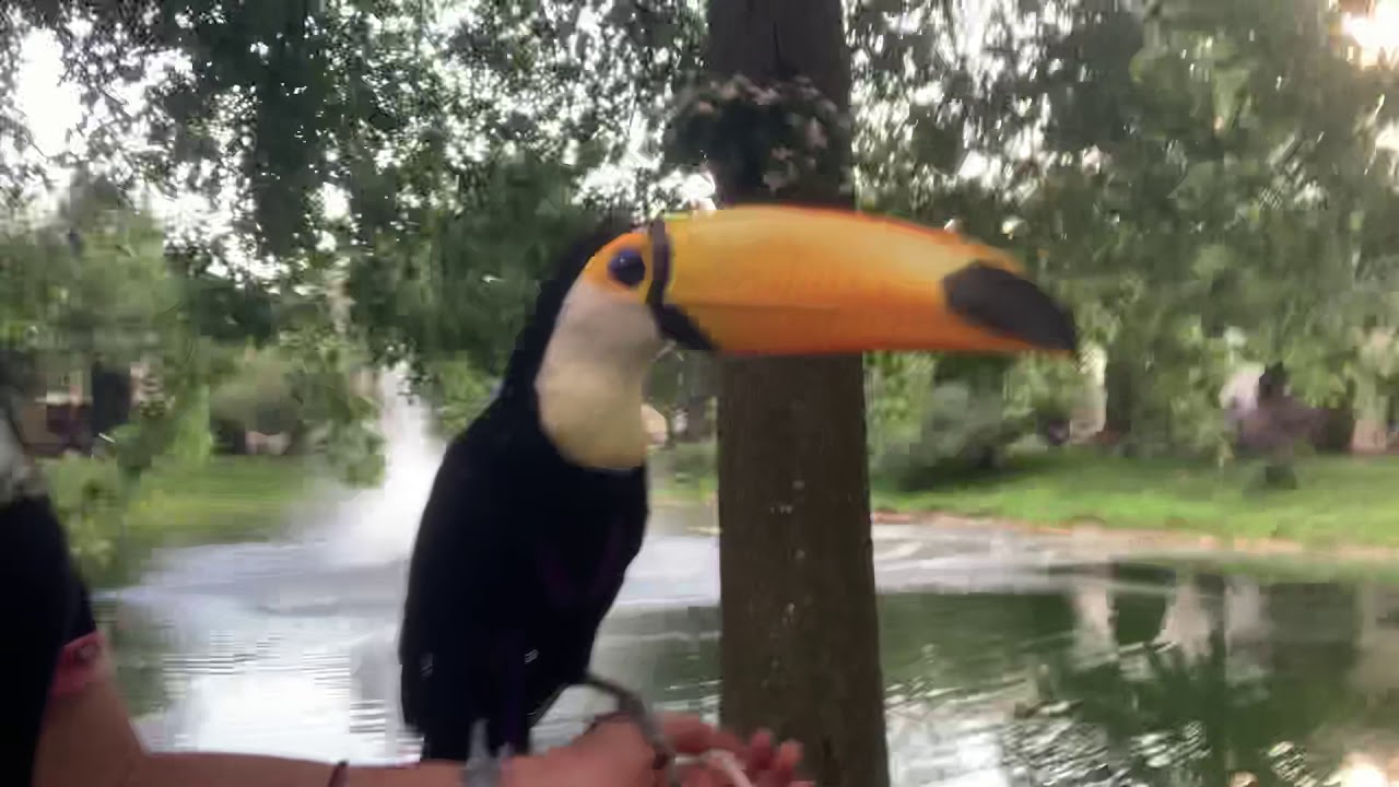 There’s a lady walking a Toucan in the neighborhood, nothing too ...