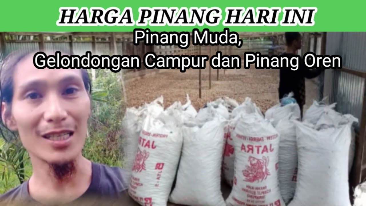 Harga Pinang Hari Ini. Pinang Gelondongan Campur. Pinang Oren, dan ...