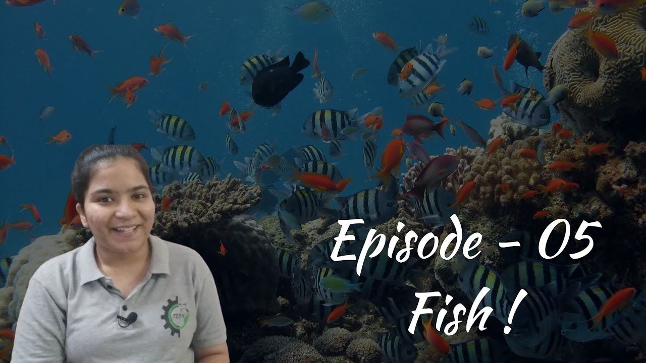 Ep - 05 | Exploring Fauna | Exploring Fish | Fishes of India | Series ...