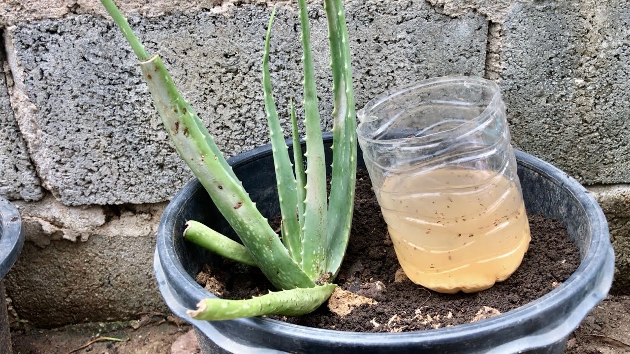 ALOE.VERA Plant || How To Make Water Rice For Aloe Vera ? || Put Land ...