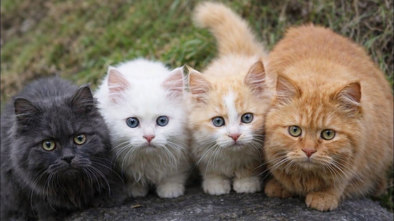 Cat Video for Kittens to Watch 🐱 | Cute Kittens Playing & Meowing - YouTube