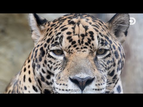 The World is Ours: Jaguar