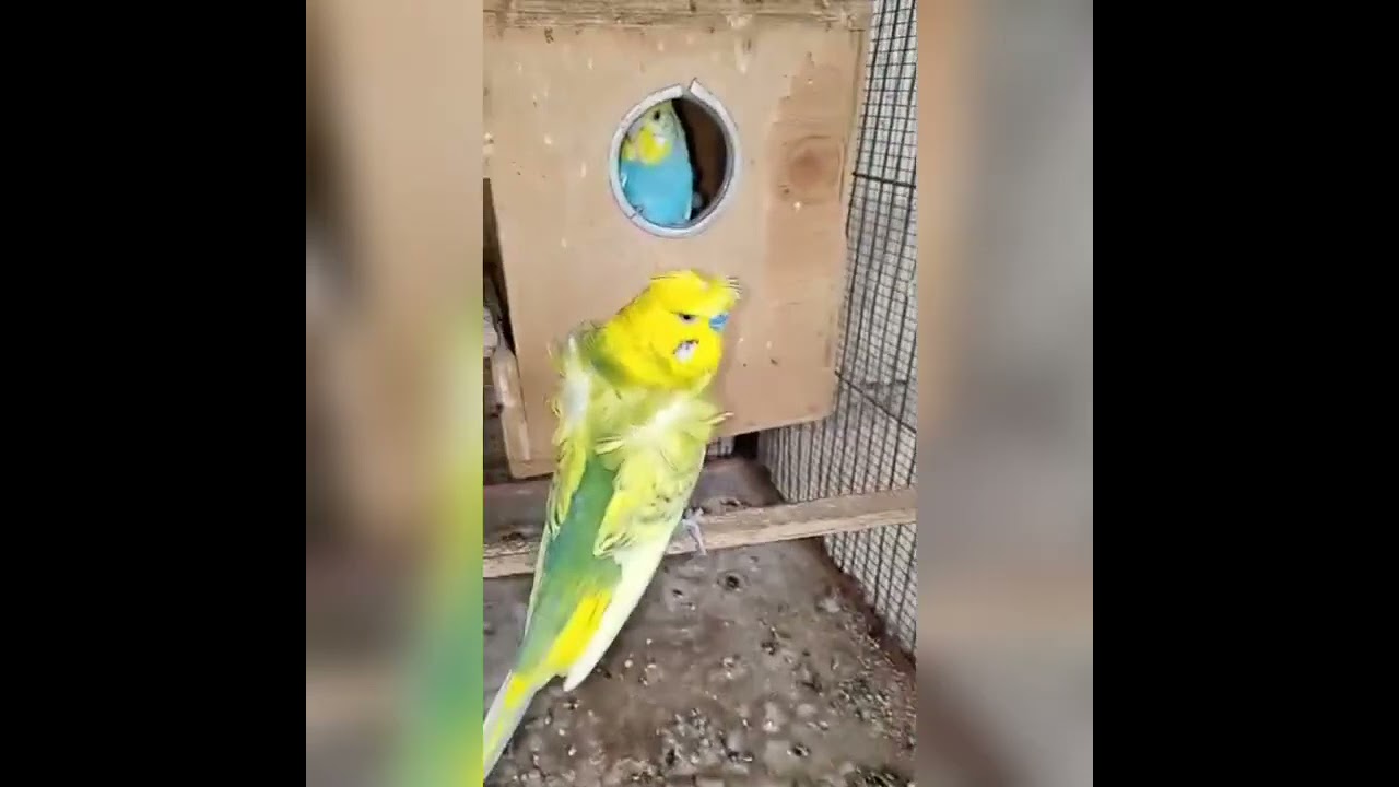 Bagoromo Birds || hagoromo birds || hagoromo birds price in pakistan ...