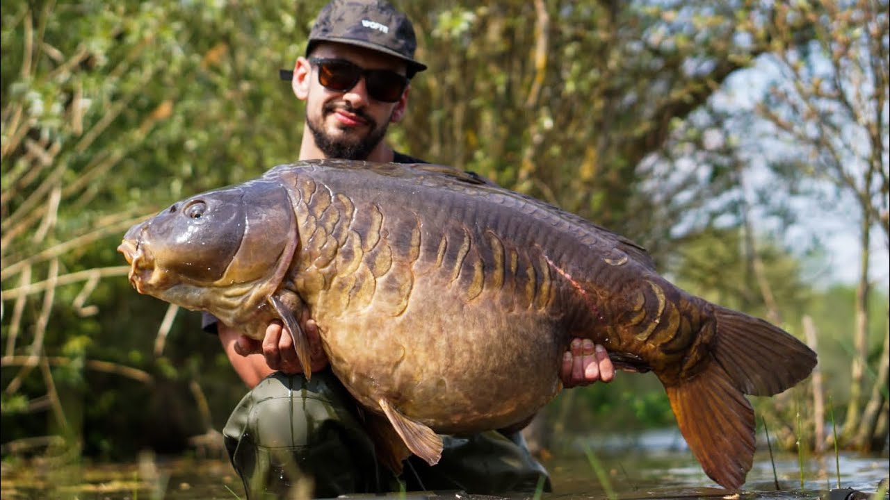 The Carpy Cast - 19-05-2022 - 71lb LAKE RECORD carp at Carpfarm Lake ...