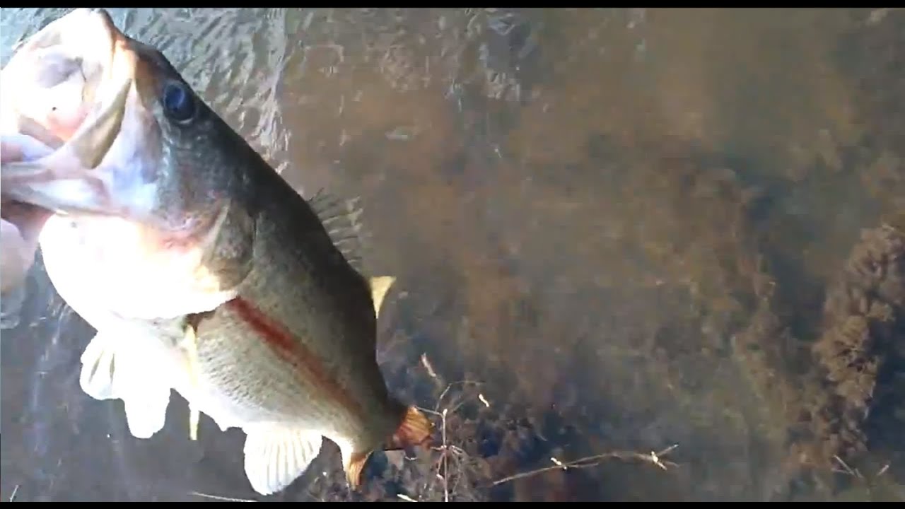 Bass fishing - 6lb Fish On A Buzzbait Lure - YouTube