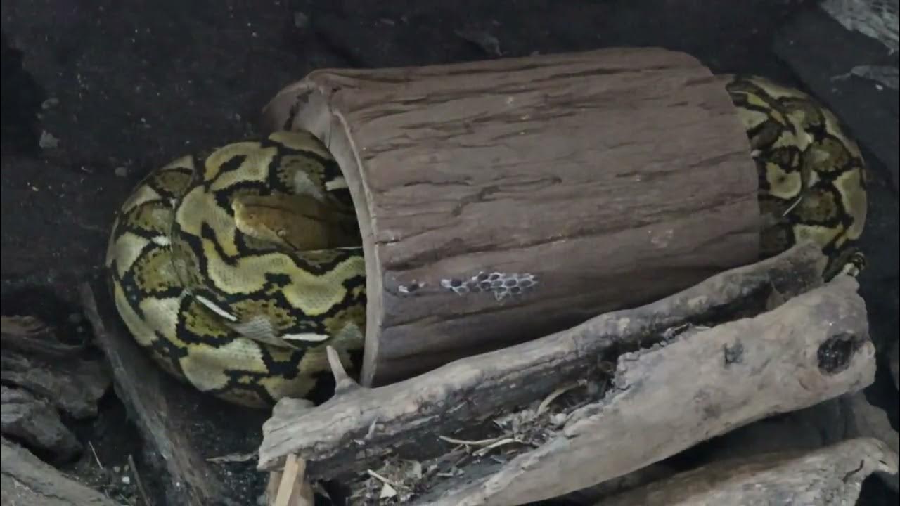 Python Finds Tight Squeeze - YouTube