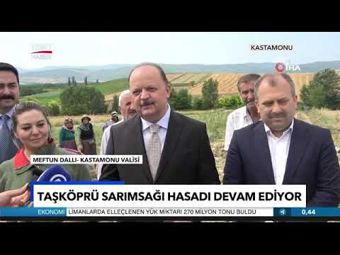 Kastamonu'da Taşköprü sarımsağının hasadı başladı #kastamonu #haber #kastamonuhaber