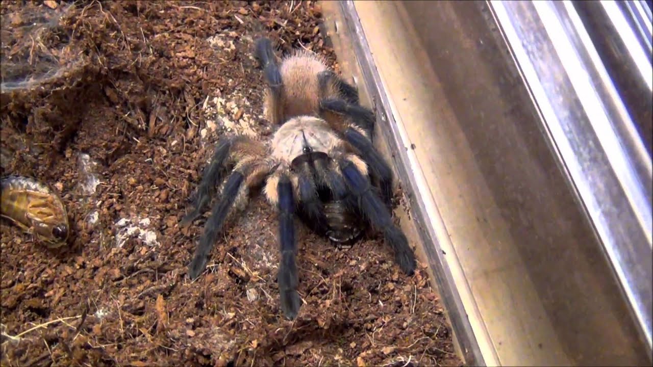 M.balfouri vid!! - YouTube