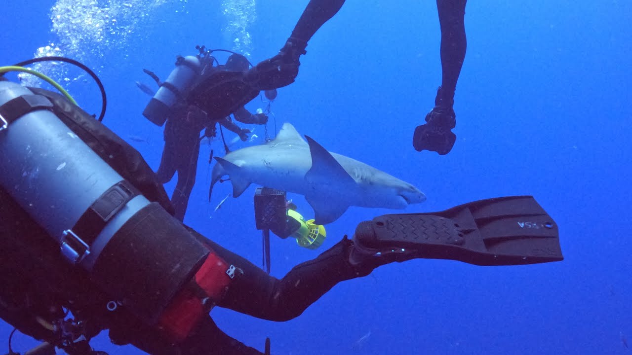 Emerald Charters Shark Dive, Jupiter Florida | Carson Branscum - YouTube