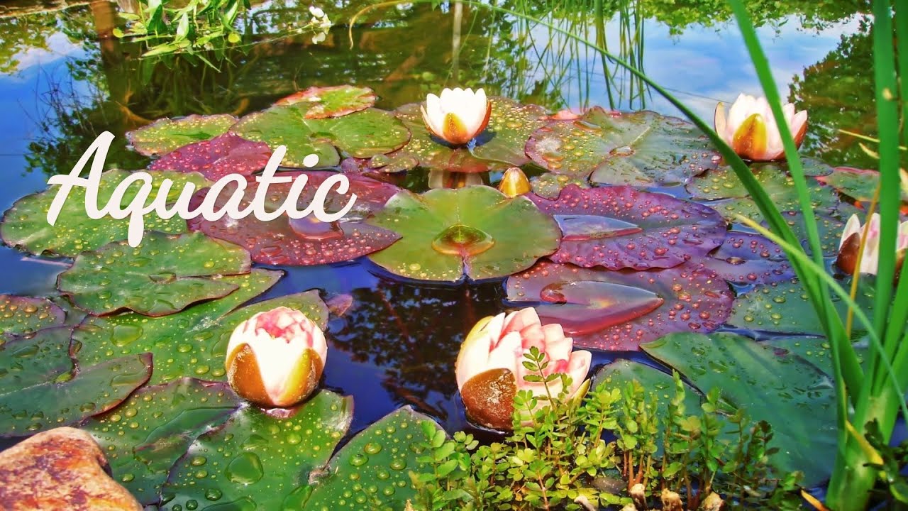 Paysages et Nature MUSIQUE CALME BASSIN AQUATIQUE COLORE ET RELAXANT ...