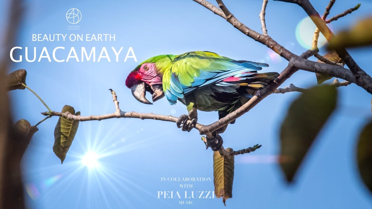 WE FOUND THE BIGGEST PARROTS IN THE WORLD? | Music - Peia Luzzi - YouTube