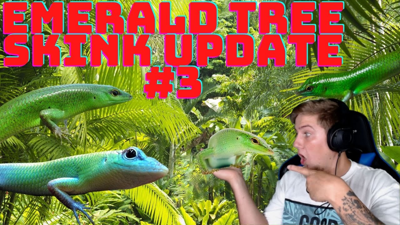 It's Tree Skink Time-Emerald Tree Skink Update Number 3 - YouTube