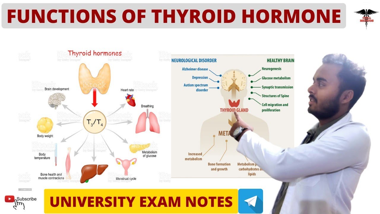 Functions Of Thyroid Hormone || Endocrine Physiology - YouTube