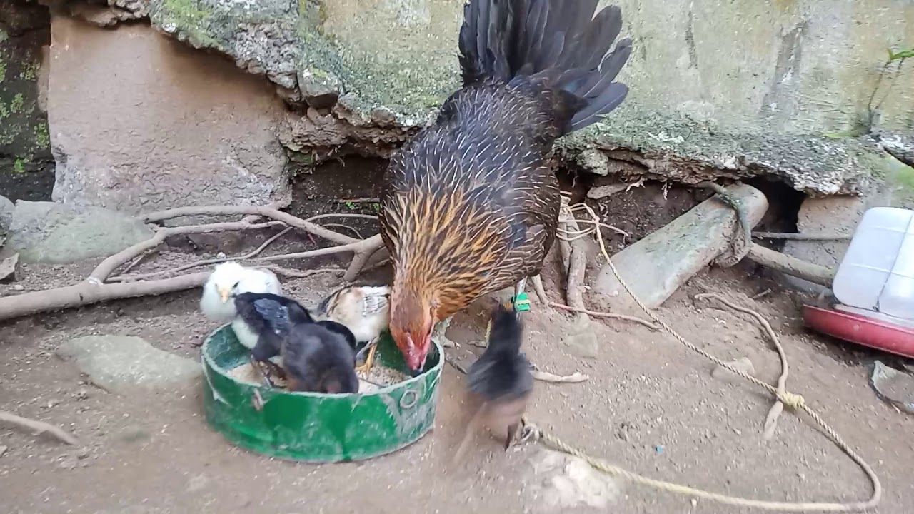 Melsims Black Hen.. - YouTube