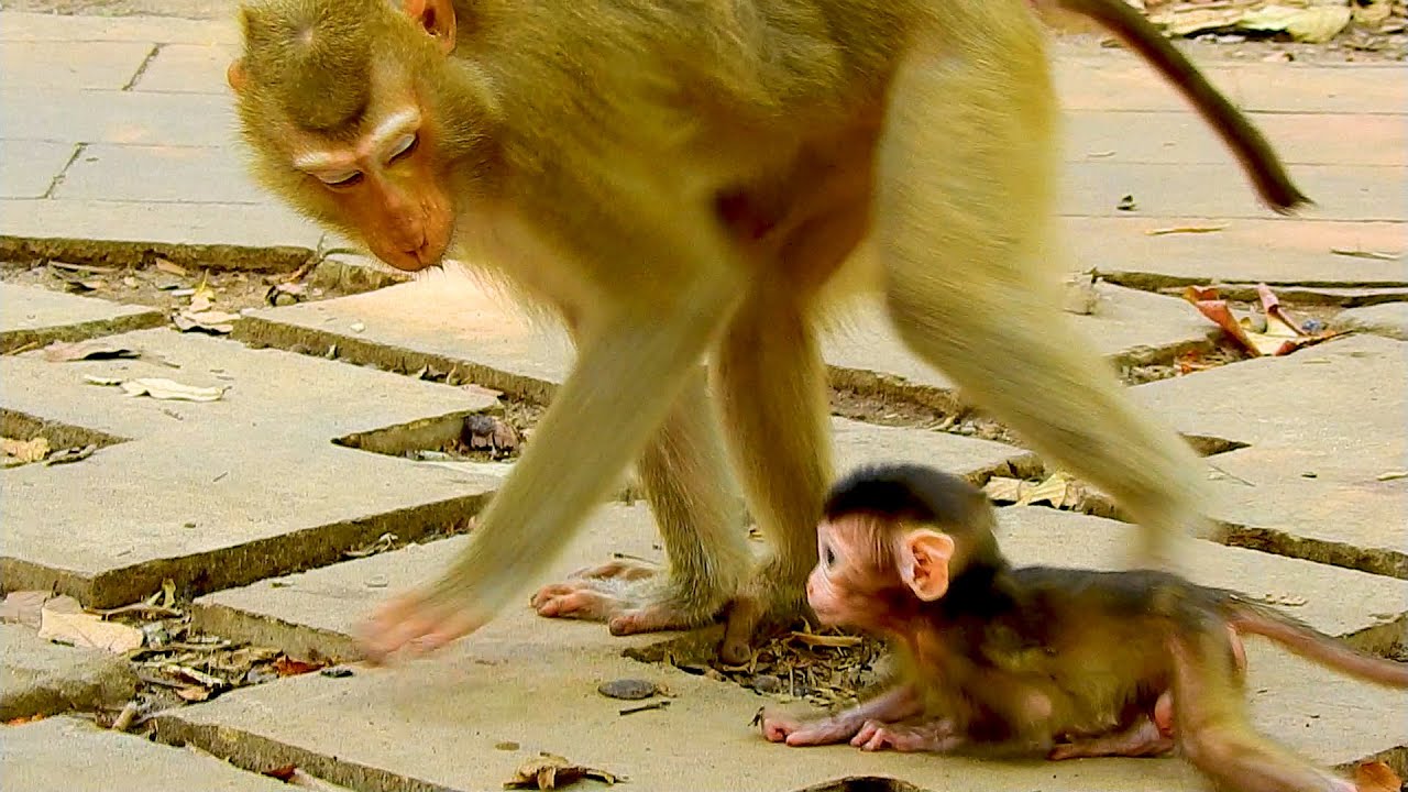Surprisingly.. Real Young Mom Pigtail Monkey Try To Train Her Cute Baby ...