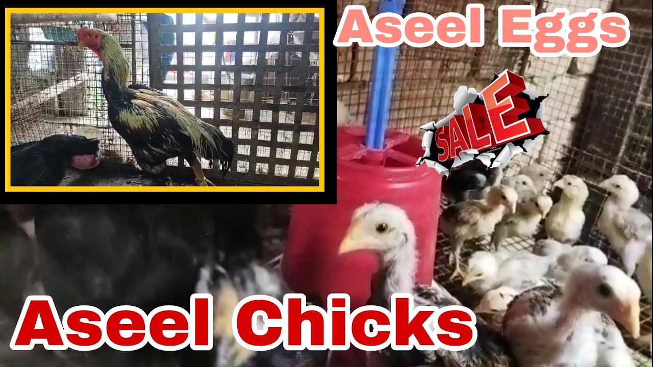 Aseel chicks | Aseel eggs | Aseel Farm | Pets vlogs - YouTube